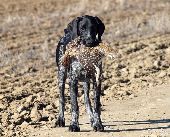 DK Puppy Gallery | NADKC