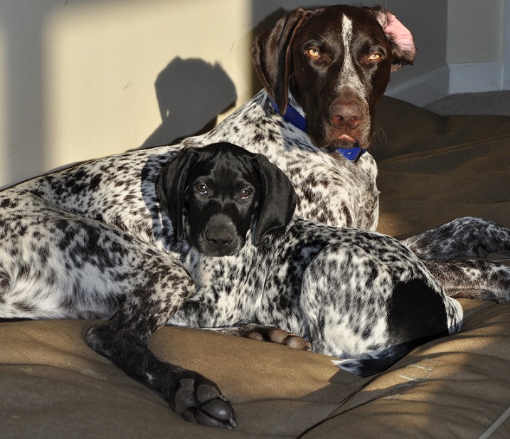 DK Puppy Gallery | NADKC